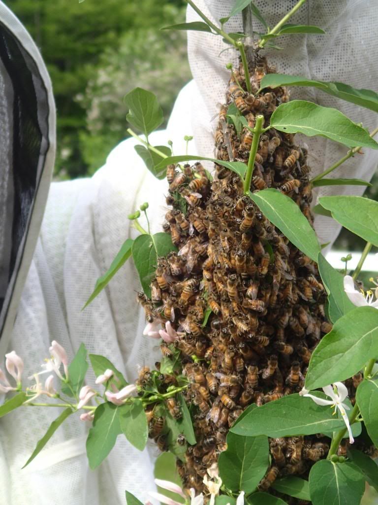 First tbh | Beesource Beekeeping Forums